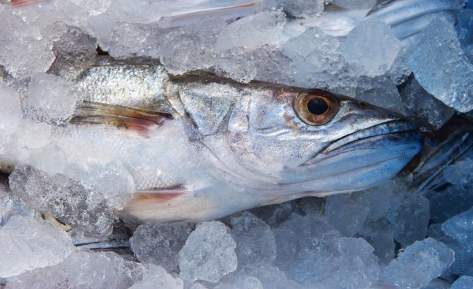 ≡ Comment Reconnaître un Poisson Frais ? Nos Conseils