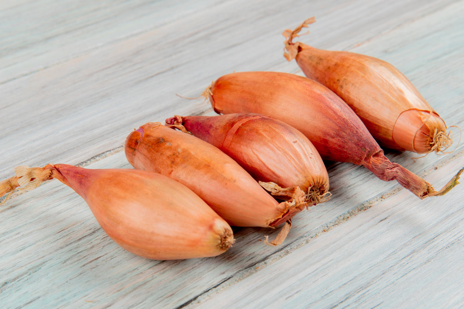 ≡ Echalotes : Variétés, Bienfaits et Idées Recettes