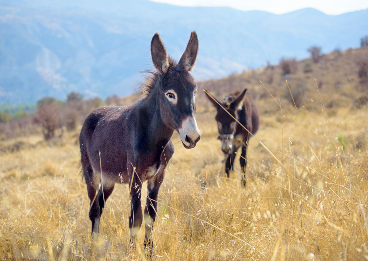 ≡ Lait d'ânesse : Utilisation et Bienfaits pour le Corps + Cosmétiques