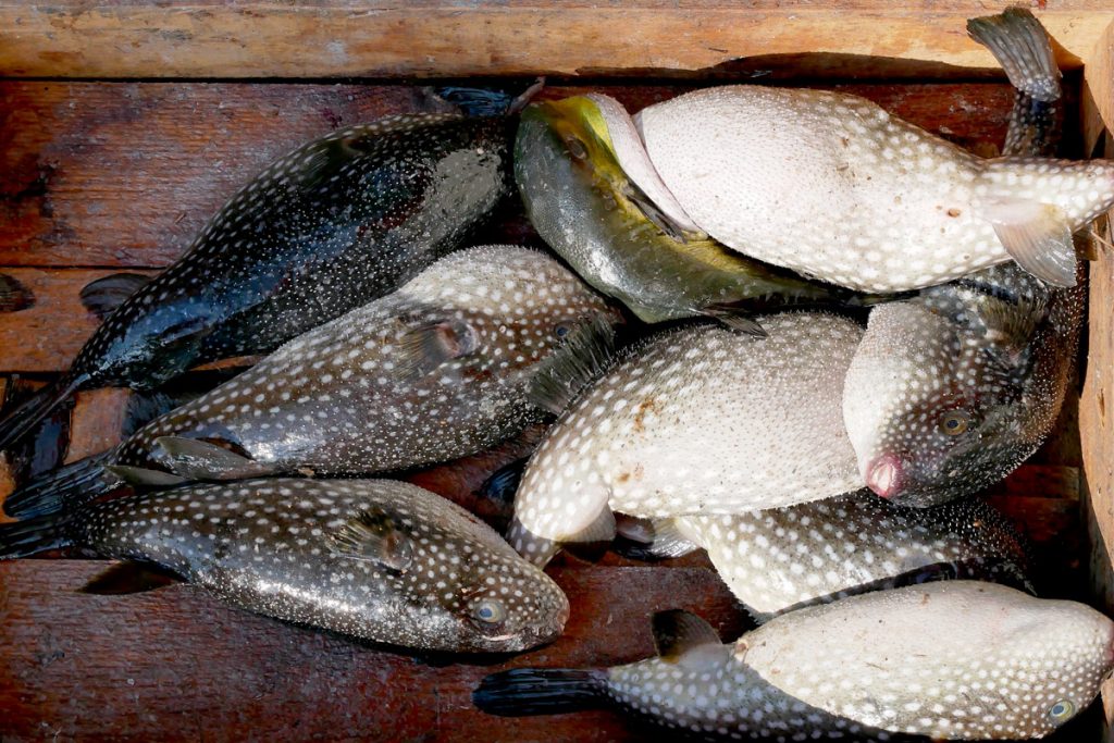 ≡ Fugu : Un poisson Japonais Mortel s'il est mal Cuisiné