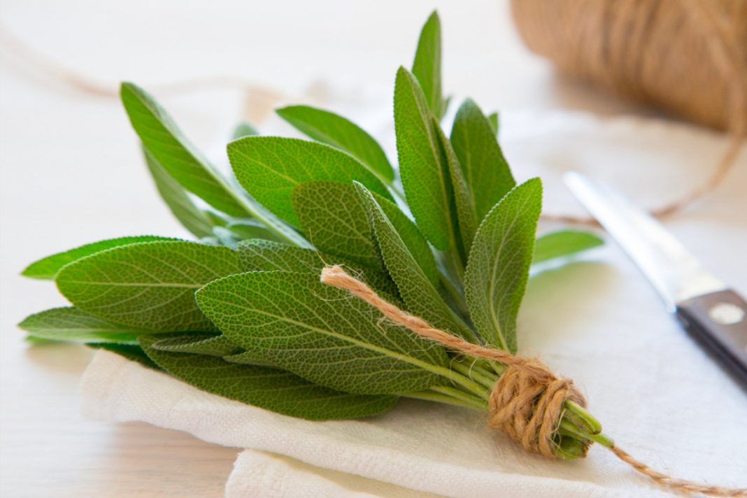 ≡ La Sauge : Propriétés, Bienfaits & Utilisations en Cuisine