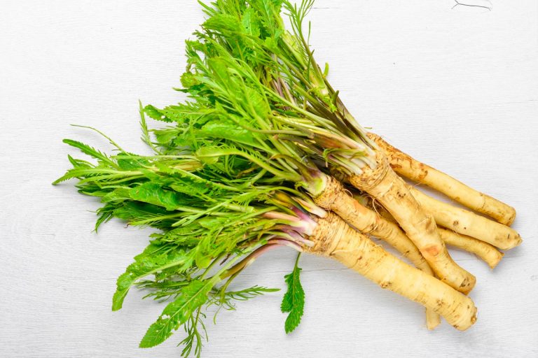 ≡ Raifort : Propriétés, BIenfaits, Vertus et Utilisation en Cuisine