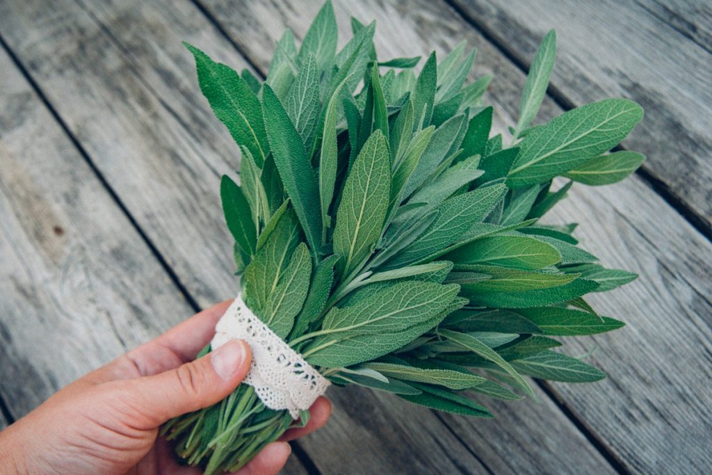 ≡ La Sauge : Propriétés, Bienfaits & Utilisations en Cuisine