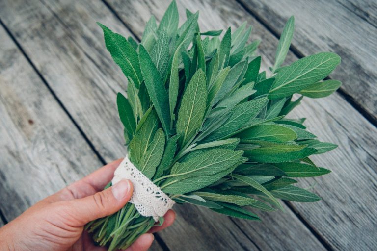 ≡ La Sauge : Propriétés, Bienfaits & Utilisations en Cuisine