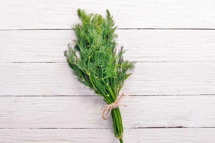 ≡ Aneth : Origine, Bienfaits et Utilisation en Cuisine