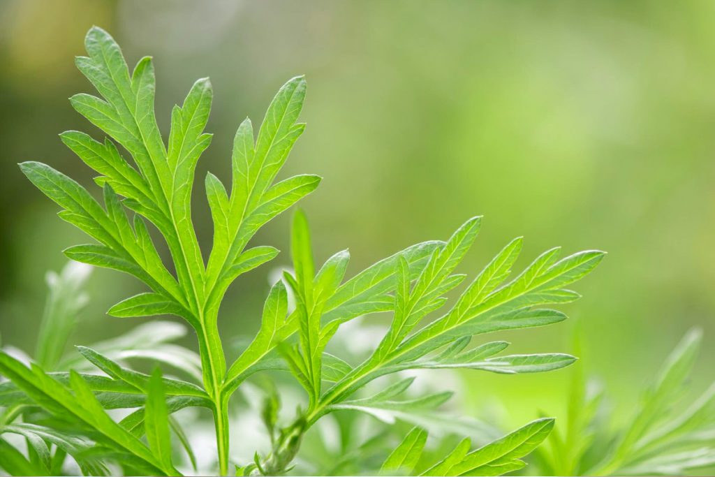 ≡ L'Armoise (Artemisia) : Bienfaits, Vertus et Utilisation en Cuisine