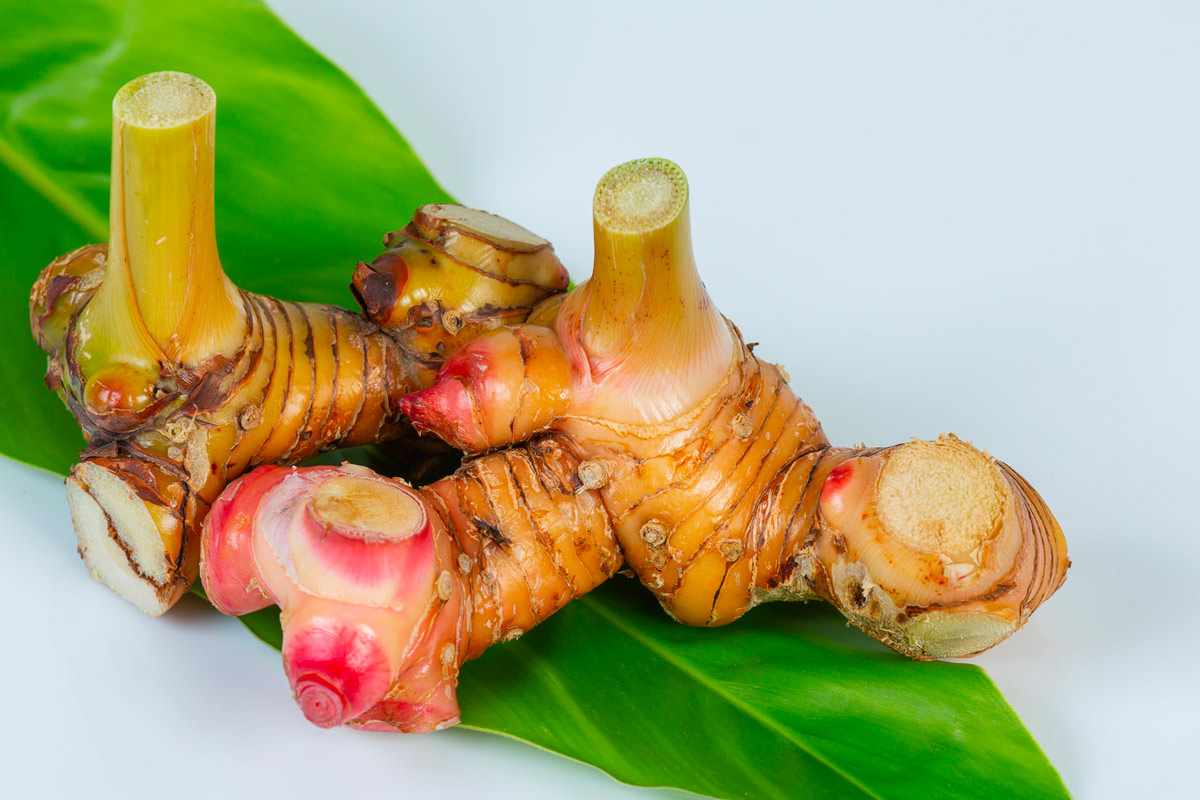 ≡ Galanga, l'Épice aux Vertus Digestives | Bienfaits & Utilisation