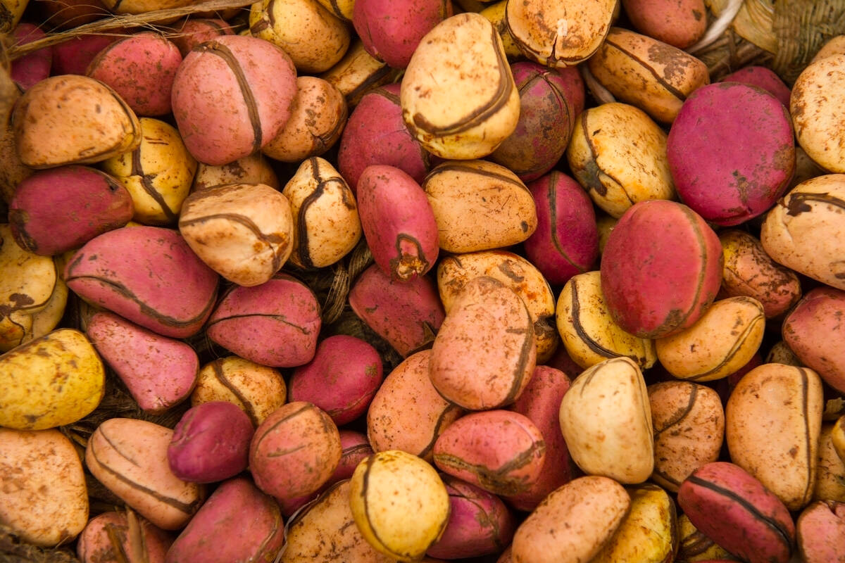 ≡ Noix de Kola (Cola) Tout ce qu'il faut Savoir sur ce Fruit "Magique"