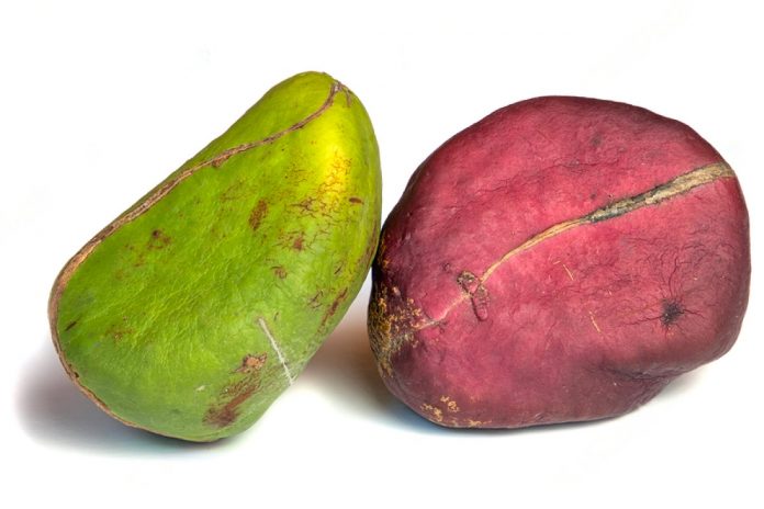 ≡ Noix de Kola (Cola) Tout ce qu'il faut Savoir sur ce Fruit "Magique"