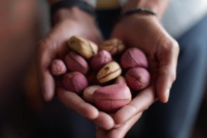 ≡ Noix de Kola (Cola) Tout ce qu'il faut Savoir sur ce Fruit "Magique"