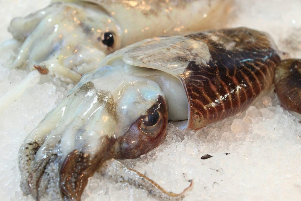 ≡ La Seiche : Encre, Cuisson et Idées Recette avec ce Mollusque