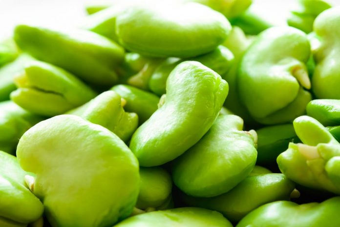 Les Fèves : Nutrition, Bienfaits et Recettes Faciles