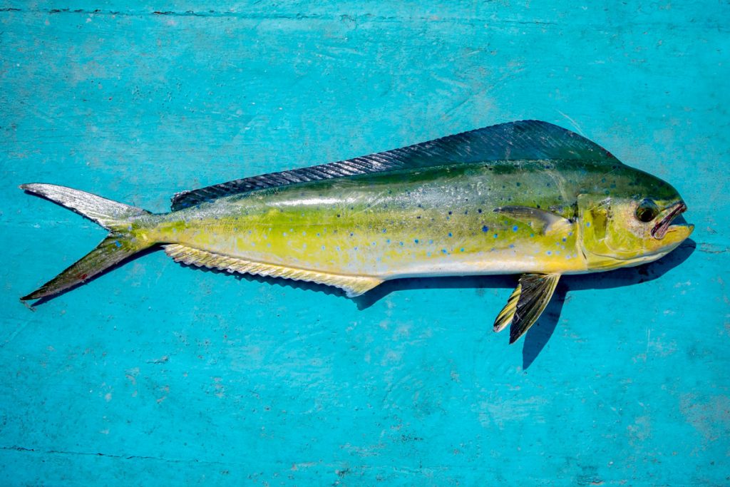 Dorade Coryphènee : Le Poisson dit Capone | Bienfaits et Recettes