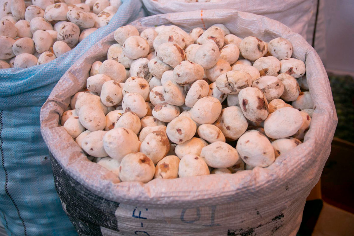 Qu'est-ce que le chuño ? | Super-marmite.com